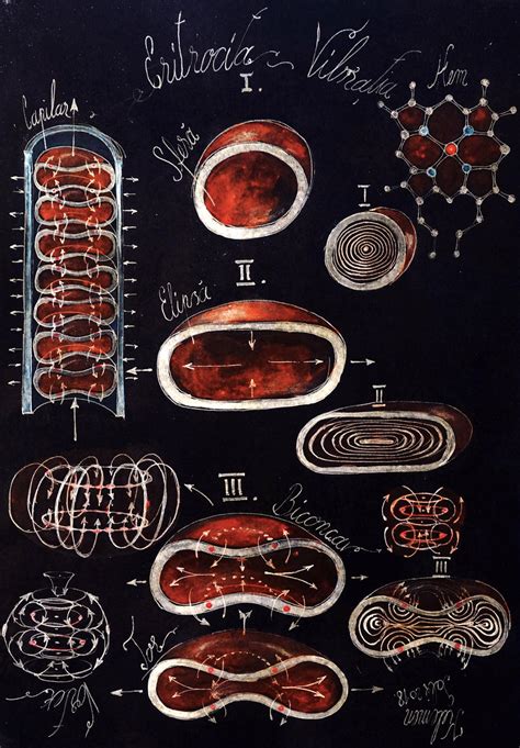 6 Fig Erythrocytes Cells Standing Waves Cavity Coherence Resonant Download Scientific Diagram
