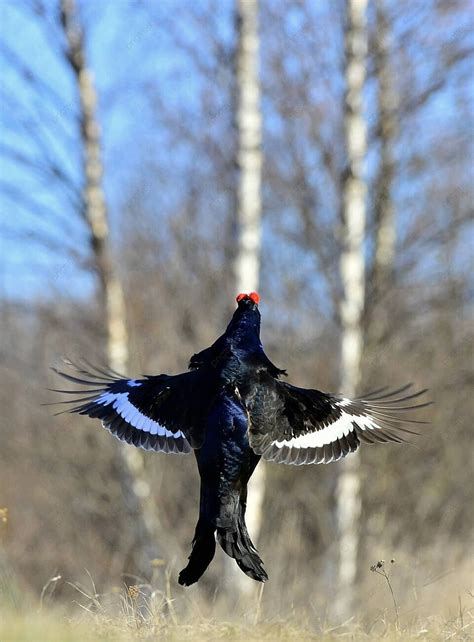 Fond Lekking Tétras Lyrelyrurus Tetrix Coq Oiseaux Rouges Photo Et
