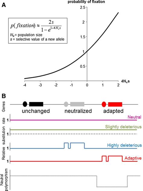 Effect Of Population Size And Environmental Modifications On The