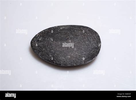 Natural Trilobite Fossil Embedded In Dark Stone On White Background Prehistoric Marine