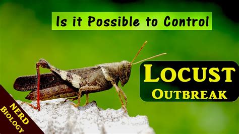 How To Control Locust Outbreak Locust Plague Explained Nerd