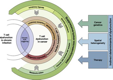 T Cell Dysfunction In Cancer Cancer Cell