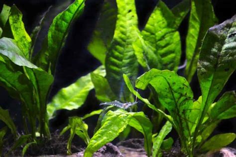 Pregnant Ghost Shrimp 101 What To Expect And What To Do