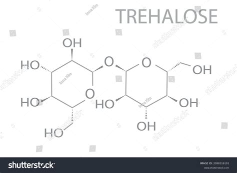 Trehalose Molecular Skeletal Chemical Formula Stock Vector Royalty