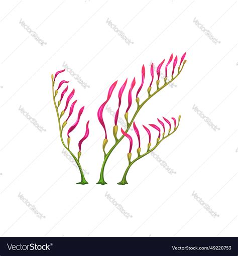 Cartoon Underwater Macrocystis Seaweed Algae Vector Image