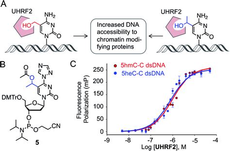 Binding Of 5hec By 5hmc ‘reader Protein A Uhrf2 Binds To 5hmc And Download Scientific