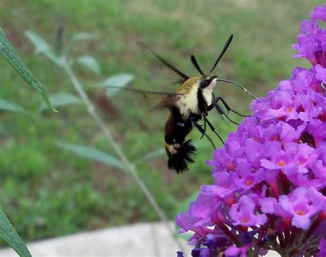 Sphinx Moth Hummingbird Moth