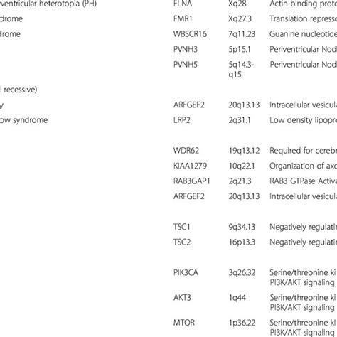 Two Modes Of Neuronal Migration In The Developing Brain A Radial