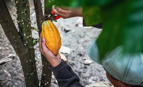 Premium Photo Cocoa Farmer Use Pruning Shears To Cut The Cocoa Pods