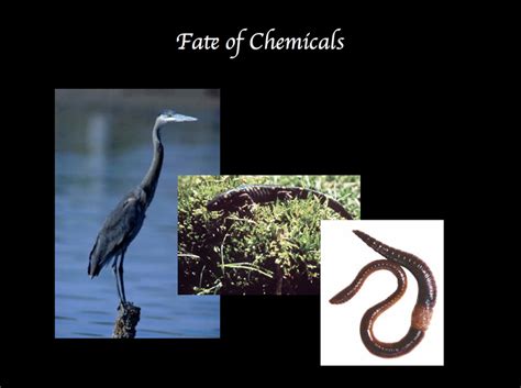 Ecological Metabolomics Environmental Medicine Consortium