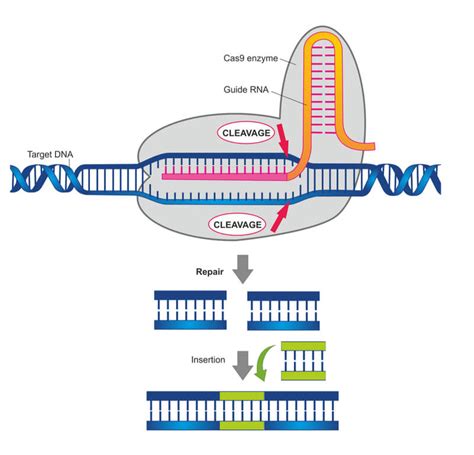 CRISPR Cas9 Gene Editing
