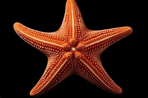 Premium Photo Marvels Of The Sea Asteroidea The Starshaped Echinoderms