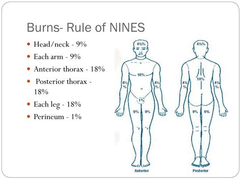 Ppt Skin And Its Appendages Powerpoint Presentation Free Download