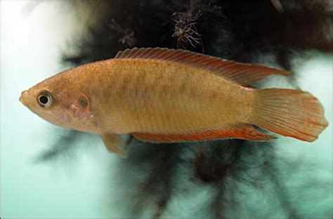 버들붕어 오마이포토