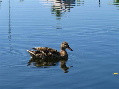 Download A Duck Wallpaper In The Wild