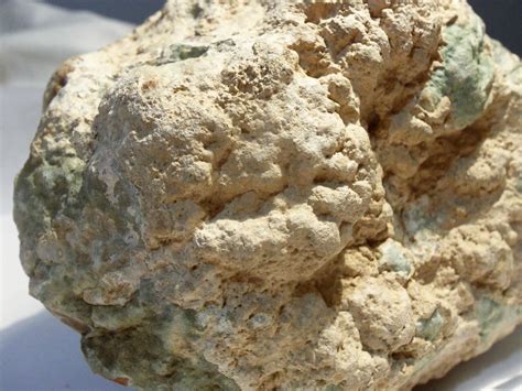 Rocks How To Identify A Predators Coprolite From An Herbivores