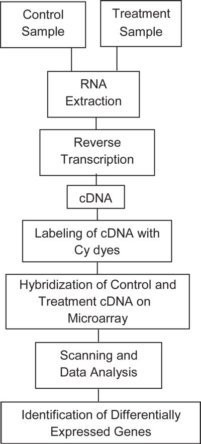 Flow Chart Representation Of The Use Of Whole Genome Microarrays To