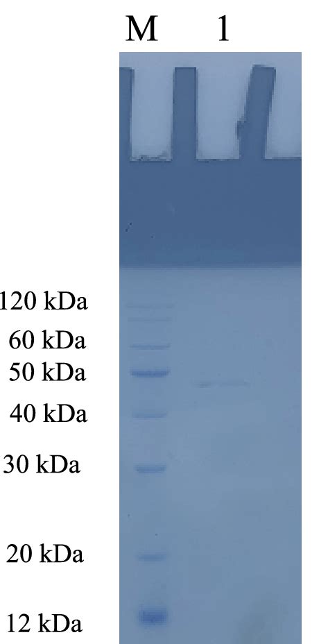 Sds Page 12 Gel Analysis For Purified Bacteriocin Fraction M Low