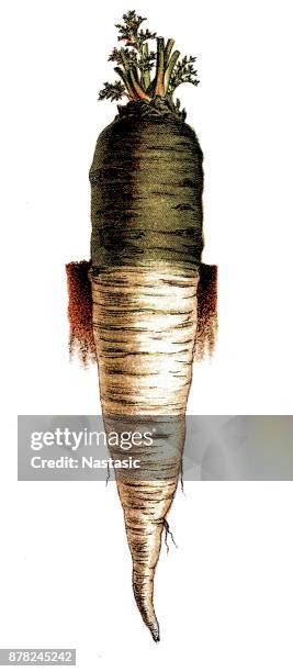 Parsnip Drawing Photos And Premium High Res Pictures Getty Images