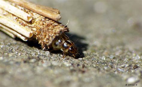 Vroege Vogels Foto Geleedpotigen Gewone Zakdrager