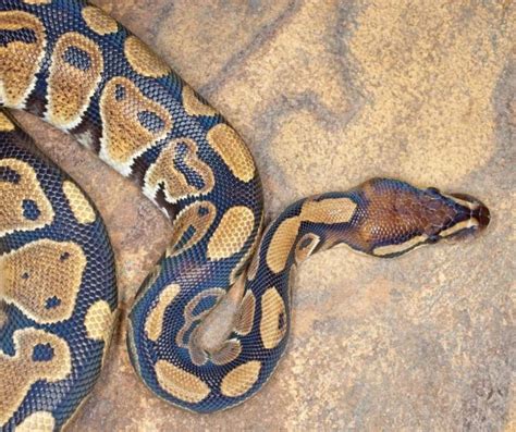 Ball Python Body Language A Detailed Guide With Pictures