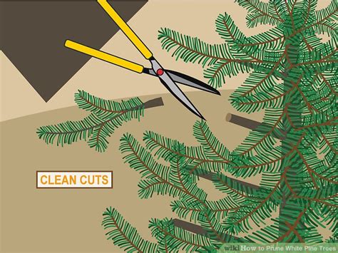 3 Ways To Prune White Pine Trees WikiHow