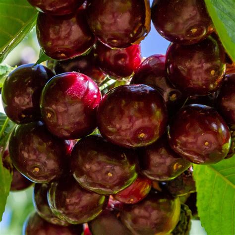 Cherry Duo Cherry Tree Gardeners Dream
