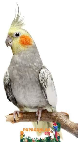 Male Cinnamon Pearl Cockatiel Male Cinnamon Pearl Cockatiel
