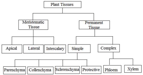 Science Summary For Class 9 Tissues