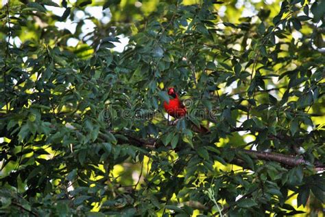 Cardinal On Tree Branch Stock Photo Image Of Plant Wildlife