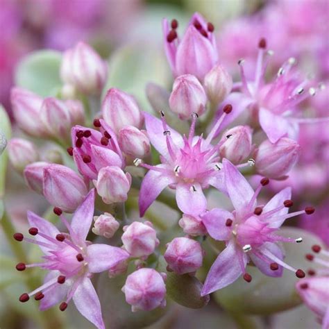 Buy Sedum Cauticola Lidakense Affordable Uk