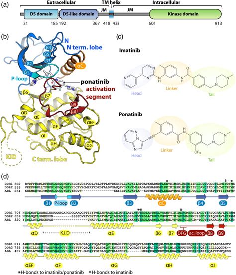 Overview Of The Ddr1 Structure A Domain Organization Of Ddr1 B