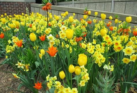 Garden Fancy Garden Visit Bulb Tacular Mobot