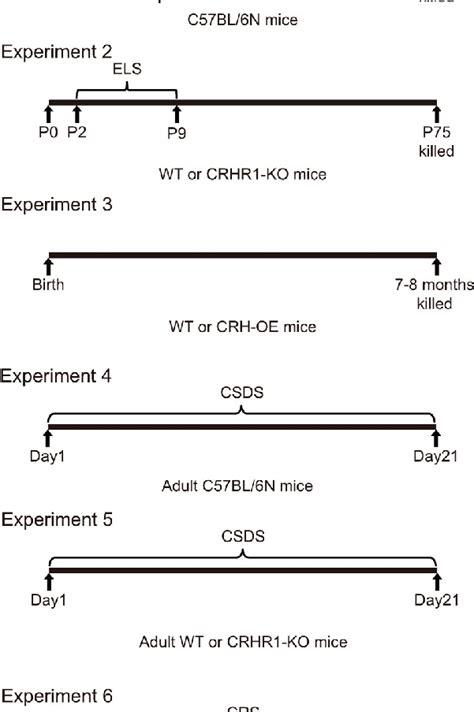 Overview Of Experimental Design Download Scientific Diagram