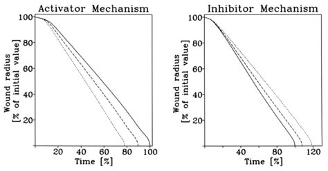The Model Prediction Of The Effects Of A Constant Gradual Release Of