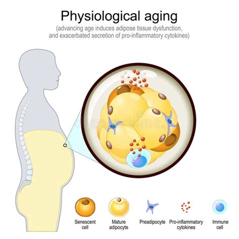 Cellular Aging Stock Illustrations 162 Cellular Aging Stock Illustrations Vectors And Clipart