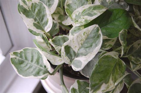 Pothos Identification Guide Epipremnum Aureum Marble Queen Vs Snow Queen