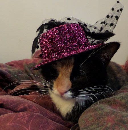 Miss Penelope Regrets She Will Miss Afternoon Tea Scrolller
