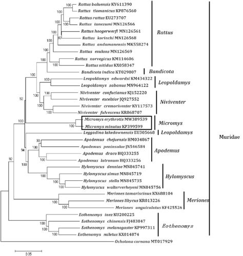phylogenetic tree generated using the maximum likelihood method based