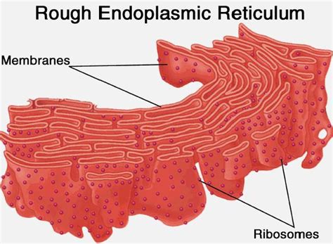 Csir Life Science Preparation The Endoplasmic Reticulum