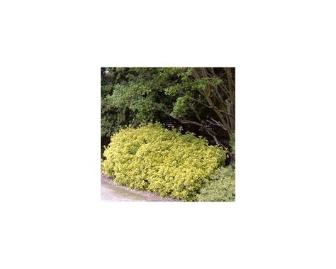 Green Leaf Japanese Euonymus