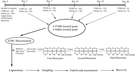 Illustration Of The Experimental Design And Electromyography Protocol