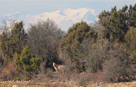 yabani atların yaşadığı ada doğa tutkunları ve fotoğraf severlerin ilgi