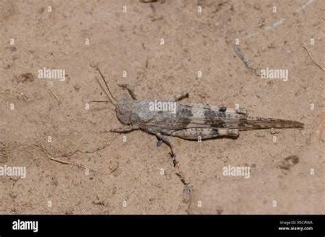 Pallid Winged Grasshopper Trimerotropis Pallidipennis Female Stock