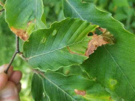 Beech Leaf Mining Weevil Ns Invasive Species Council