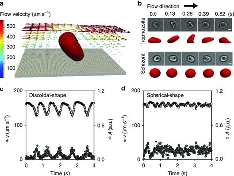 Effect Of Cell Shape On Dynamic Cytoadhesive Behavior A Schematic Download Scientific Diagram