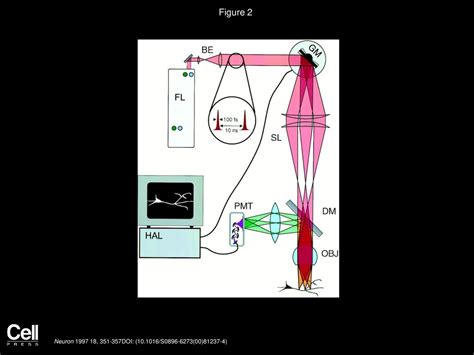 Photon Upmanship Why Multiphoton Imaging Is More Than A Gimmick Ppt