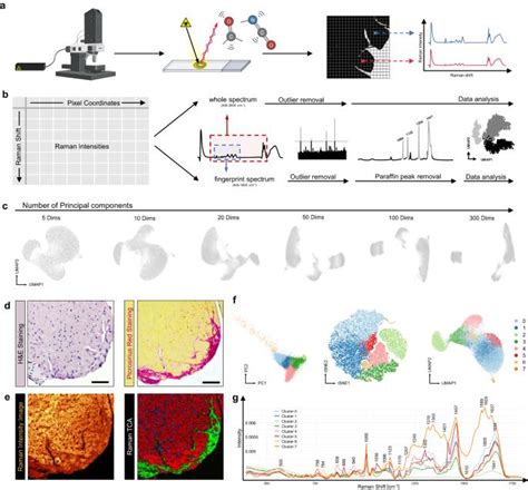 Mitra O On Linkedin Translating Genomic Tools To Raman Spectroscopy