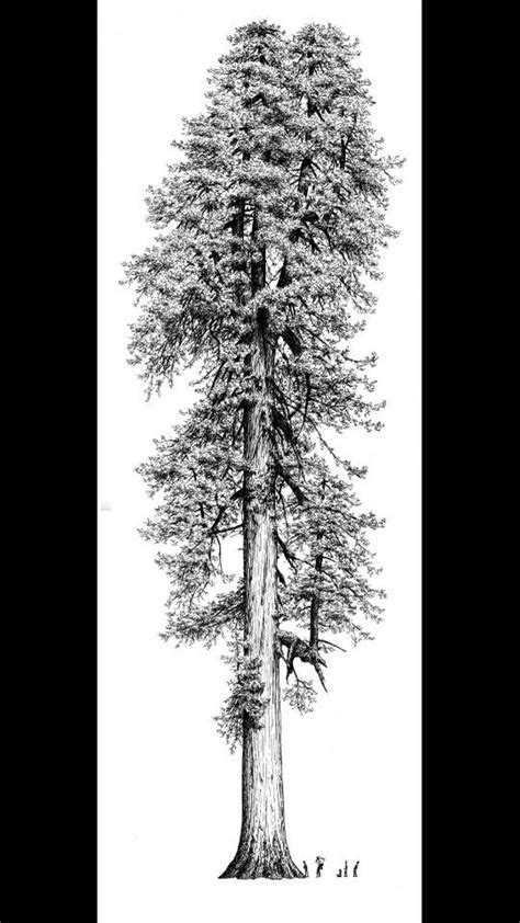 Simple Sequoia Tree Drawing At PaintingValley Com Explore Collection Of Simple Sequoia Tree