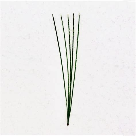 5 Pine Needles Harry Bartlett